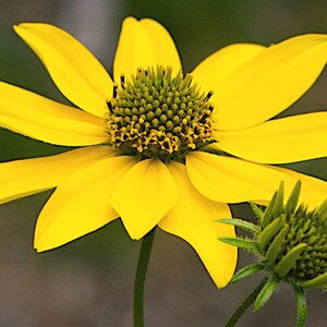 Showy Goldeneye Wild Sunflower Seeds 25 Seeds Free Shipping Heliomeris ...