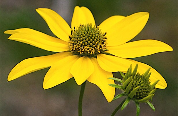Showy Goldeneye Wild Sunflower Seeds 25 Seeds Free Shipping Heliomeris ...