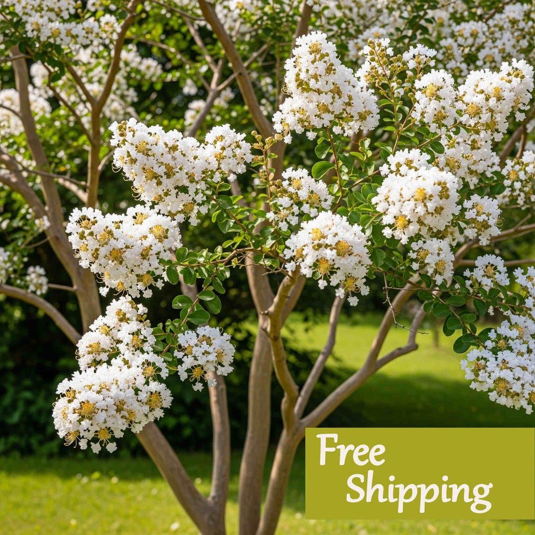 25+ Natchez Crepe Mrytle Tree Seeds Color White Crape Mertle - Etsy