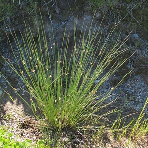 Common Soft Rush Seeds Pond Plant Spiked Grass Water 50 Seeds - Etsy