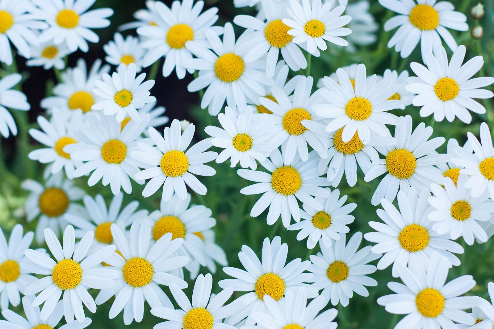 Shasta Daisy White Perennial Flower Seed 1000 Seeds US Seller FREE SHIP ...