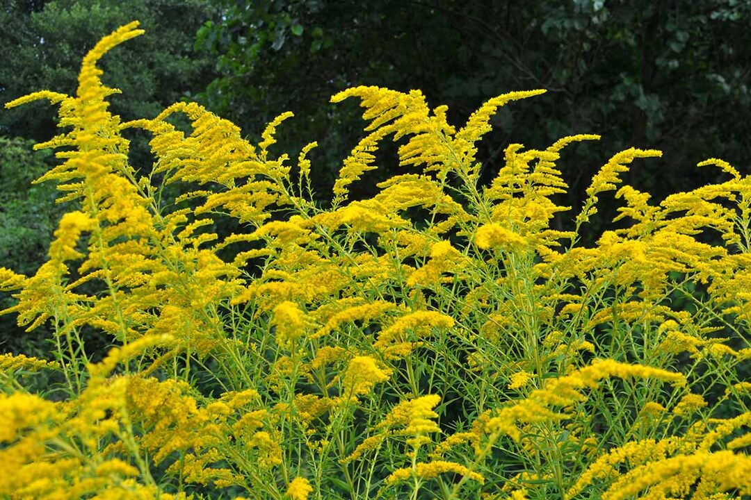 Golden Rod Flower Seed for Arrangements and Gardens 100 Seeds - Etsy