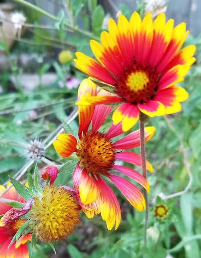 50 Seeds | Blanket Flower | Gaillardia Seeds | USA Seller - Etsy