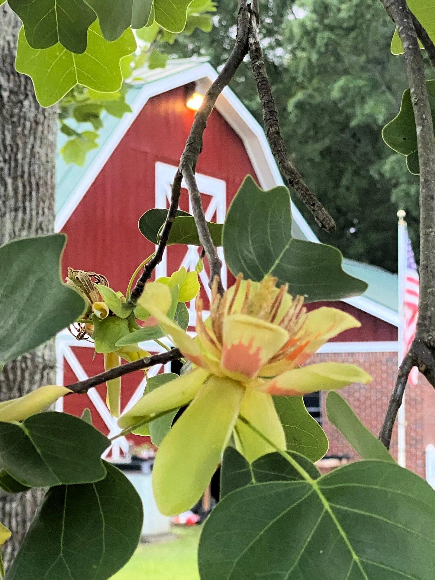 Tulip Poplar Tree Seeds 15 Seeds Black Swallowtail Butterfly Host ...