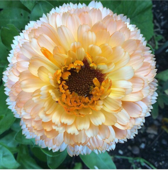 Pink Surprise Calendula Flower Seed Fresh for 2022 Easy to - Etsy