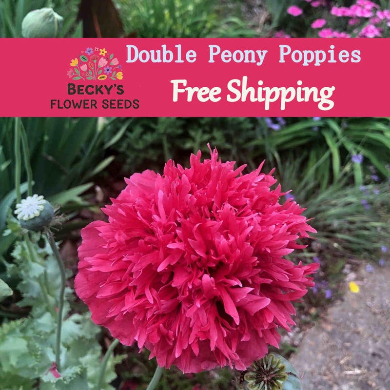 Poppy Seeds Heirloom Mix - Etsy