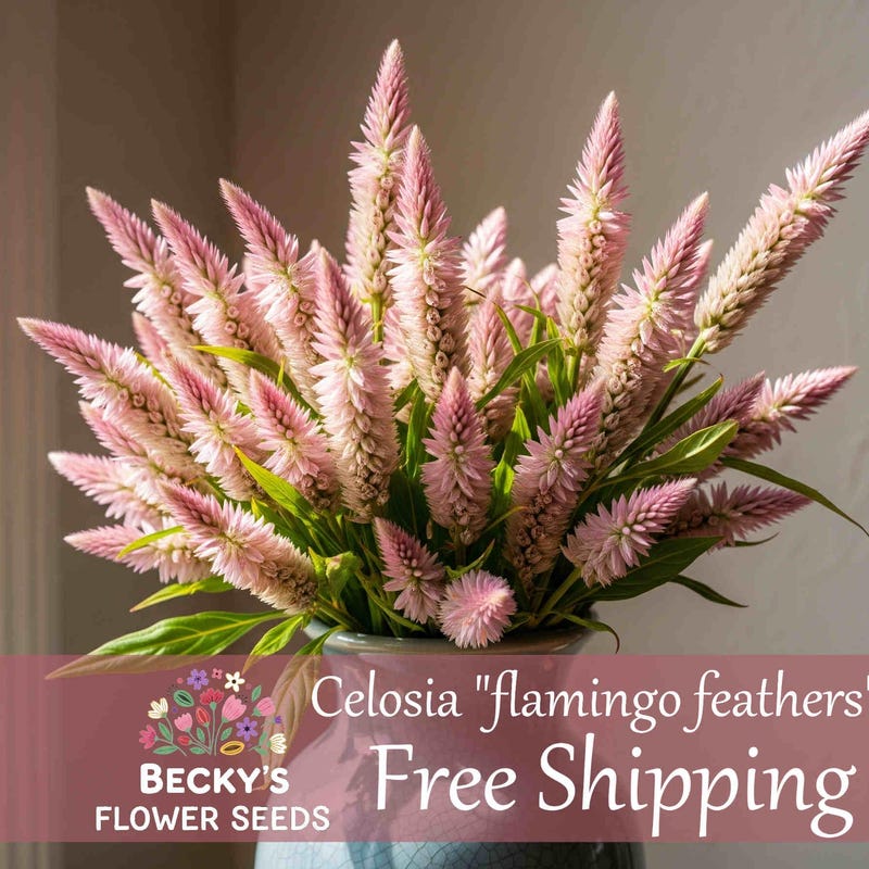 Pink Straw Flower Dried - Etsy