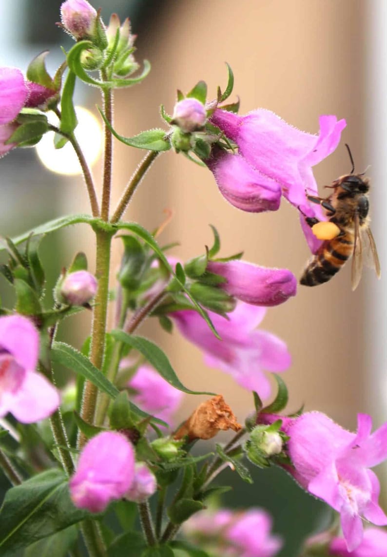 50+ Gulf Coast Penstemon Flower Seeds Purple Flower - Etsy