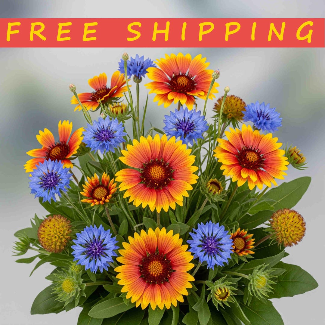50 Seeds | Blanket Flower | Gaillardia Seeds | USA Seller - Etsy