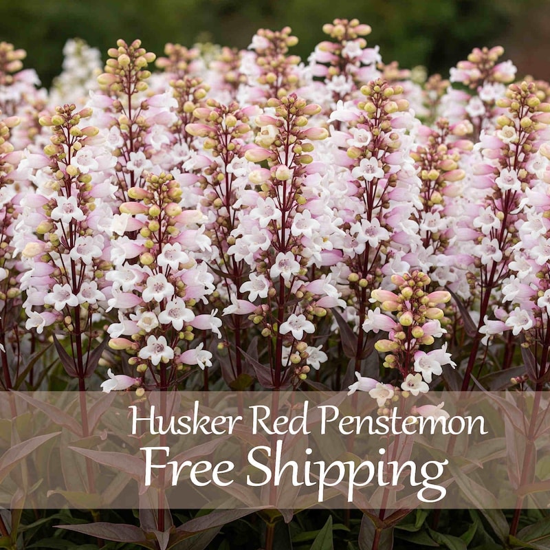 Gothic Perennial - Etsy