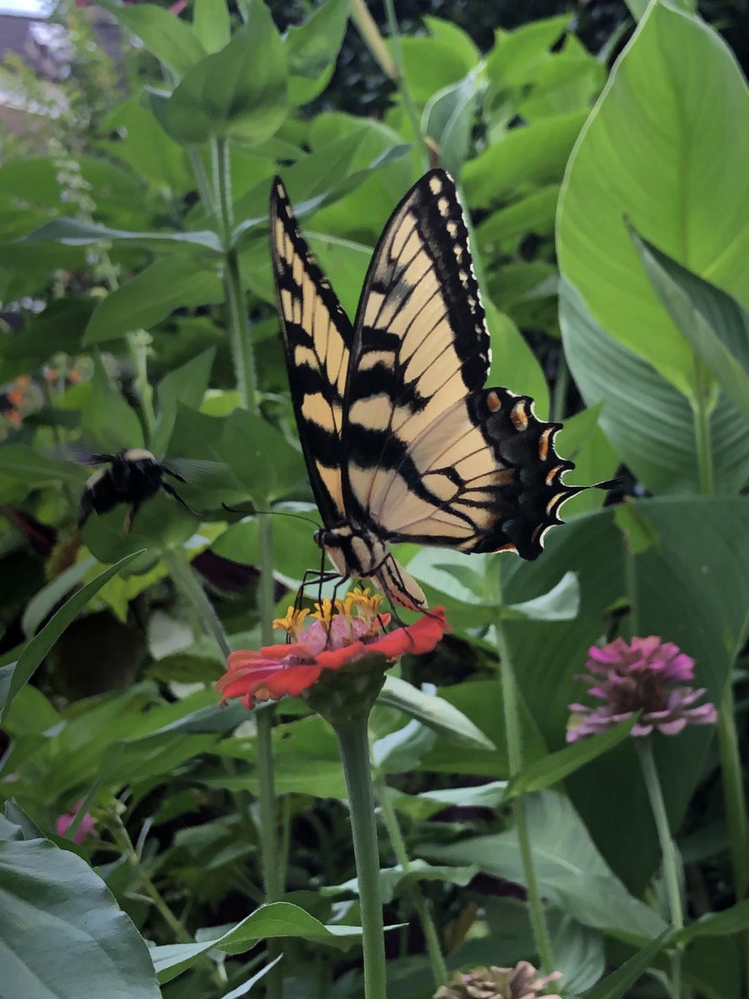 Butterfly Bee Pollinators Zinnia Illumination Mix Pink Purple Magenta ...