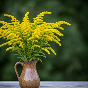Golden Rod Flower Seed for Arrangements and Gardens 100 Seeds - Etsy