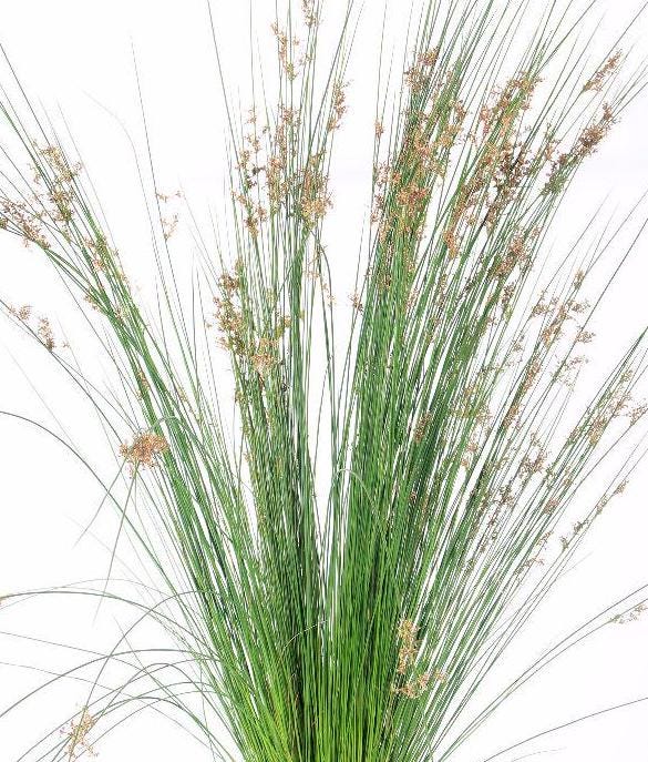 Common Soft Rush Seeds Pond Plant Spiked Grass Water 50 Seeds - Etsy