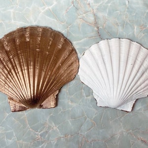 The Birth of Venus Scallop Shell Art - Etsy