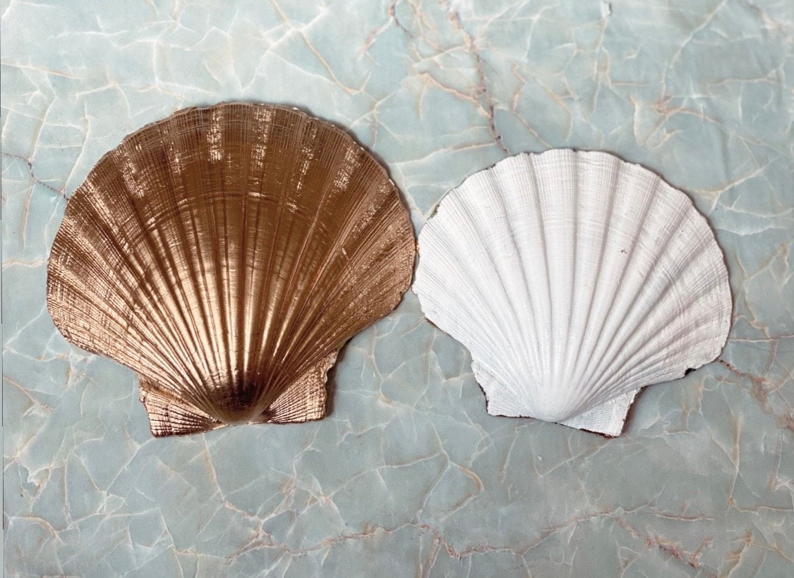 The Birth of Venus Scallop Shell Art - Etsy