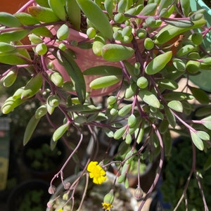 String of Rubies Succulent, Othonna Capensis, Ruby Necklace (or String ...