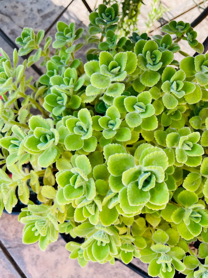Planta de Vick: Plectranthus tomentosa, suculenta rara las hojas ...