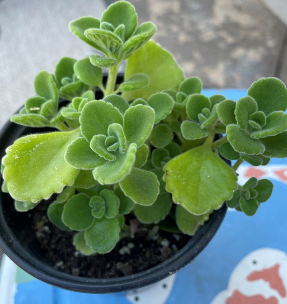 Vicks Plant Plectranthus Tomentosa Rare Succulent freshy Leaves Give ...