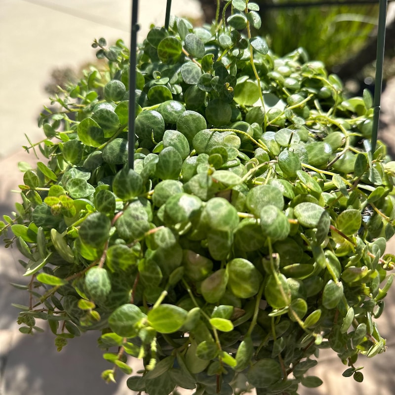 String of Turtles - Etsy