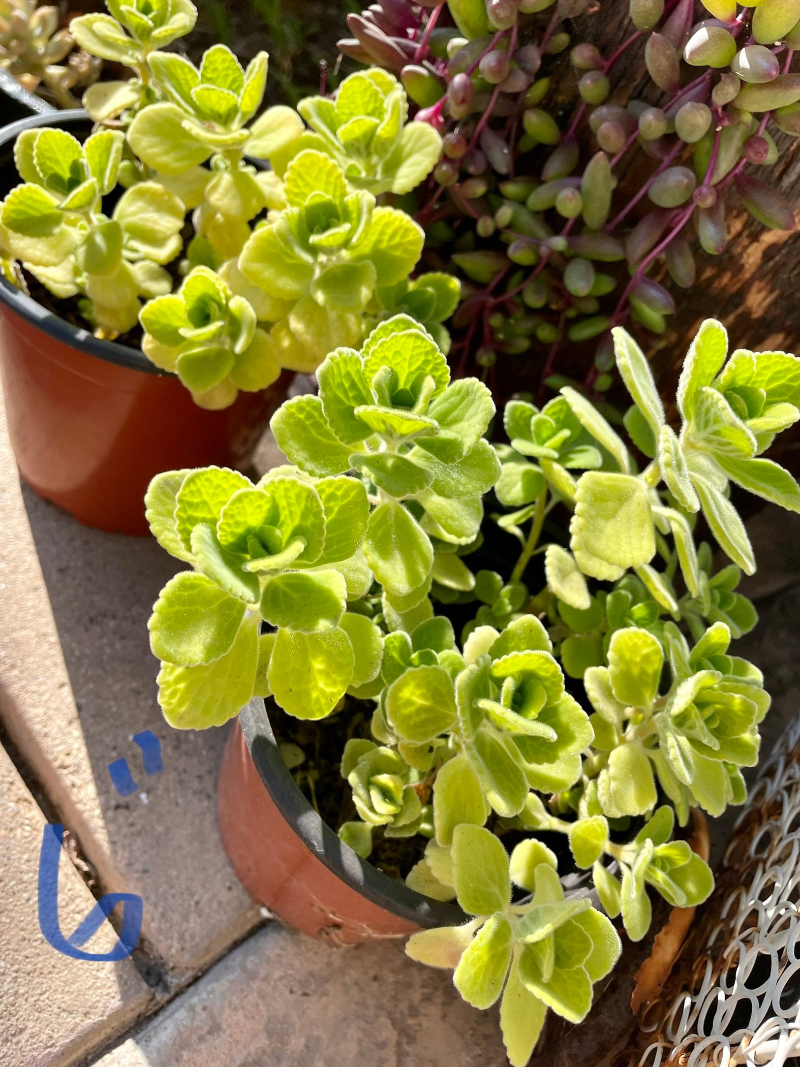 Vicks Plant Plectranthus Tomentosa Rare Succulent freshy - Etsy