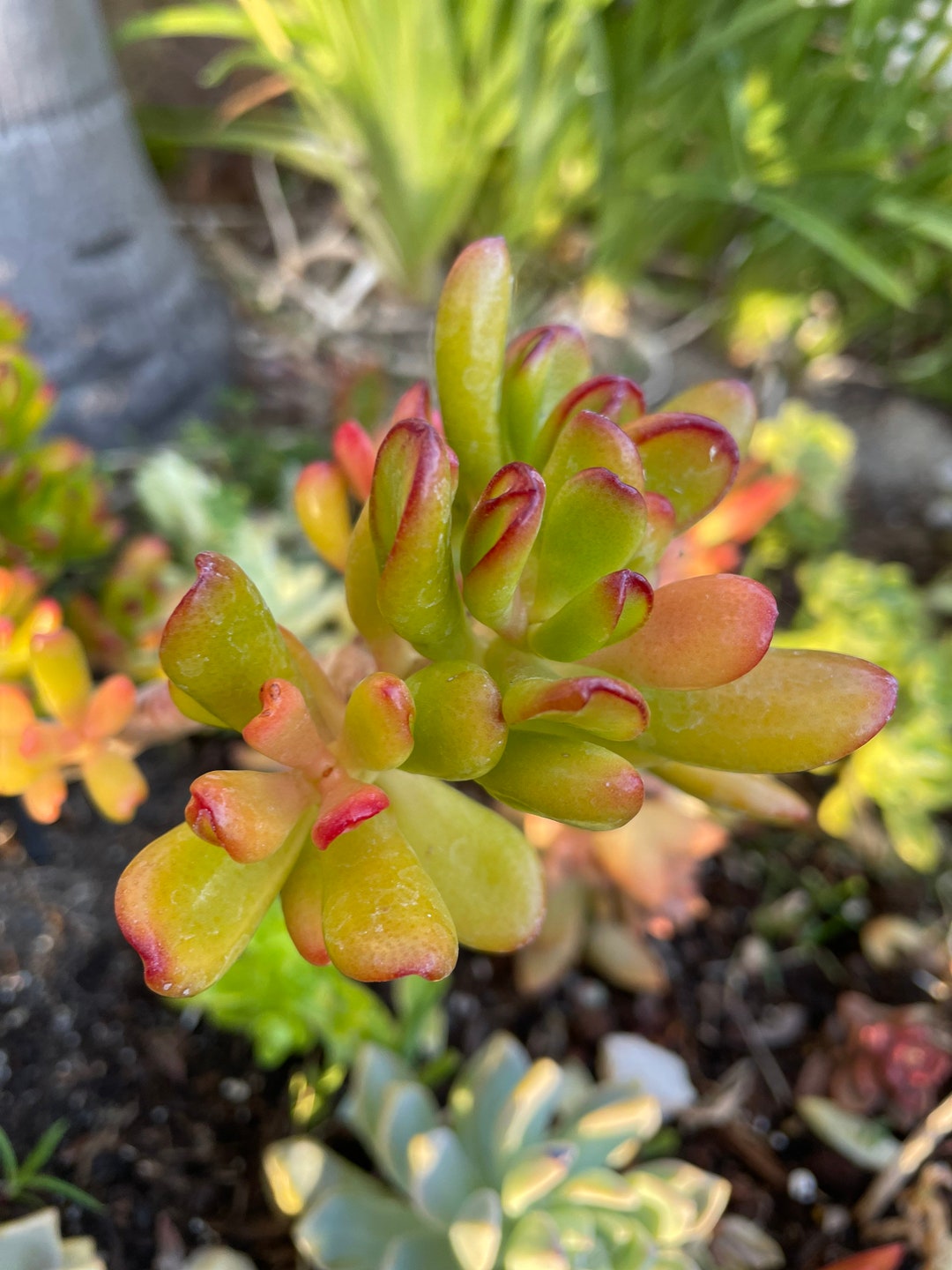 Crassula Ovata ‘hobbit’ Succulent - Etsy