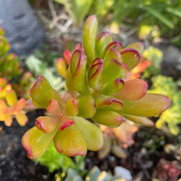 Crassula - Etsy