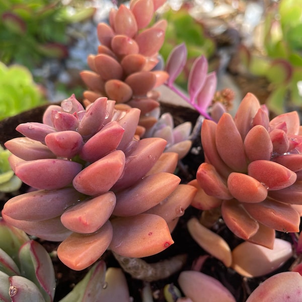 Alpenglow - Etsy