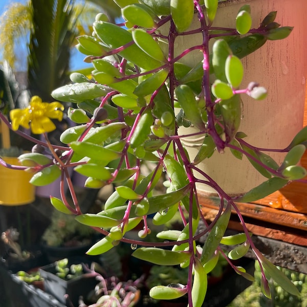 String of Ruby Plant - Etsy