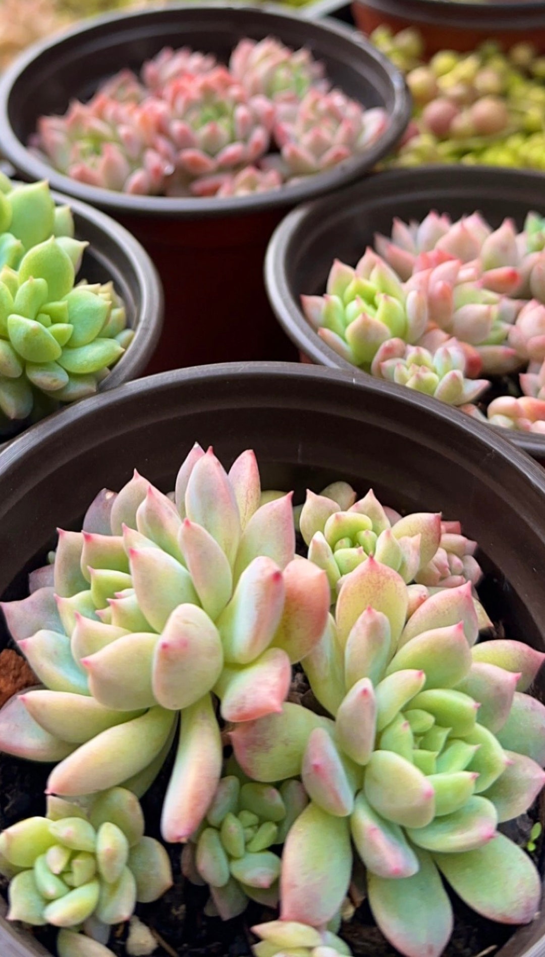 Echeveria Prolifica Clusters - the Prolific Spreader With Sparkling ...