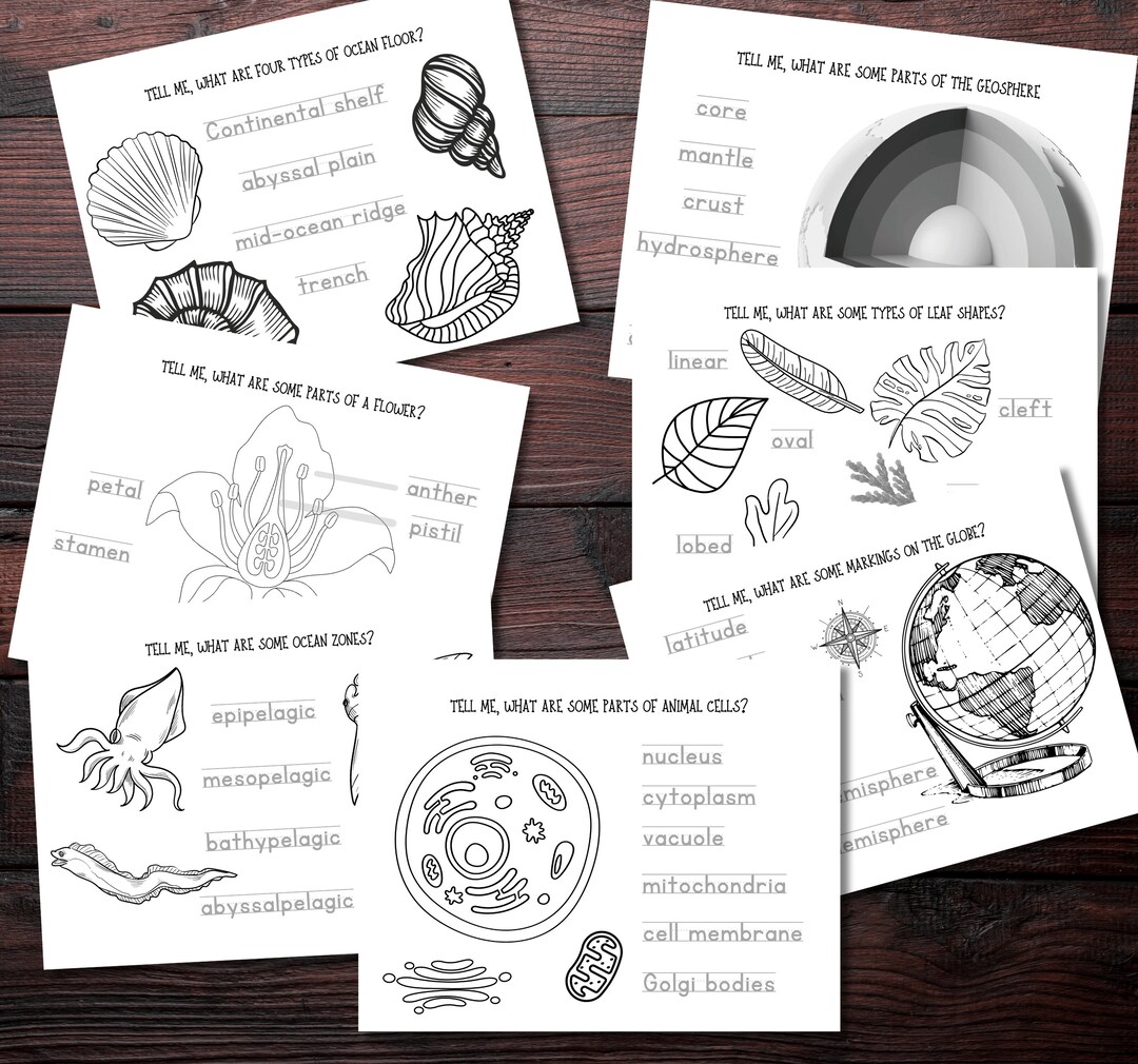 Cycle 1 Classical Conversations Science Coloring Worksheets, Memory ...