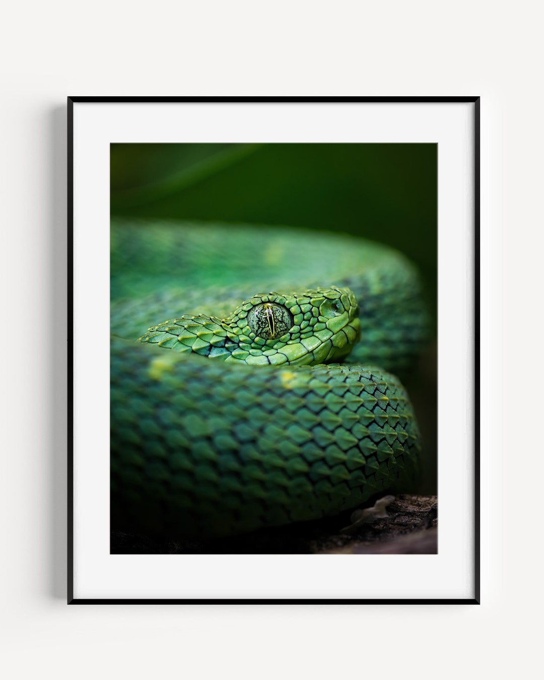 Western Bush Viper Poster - Etsy