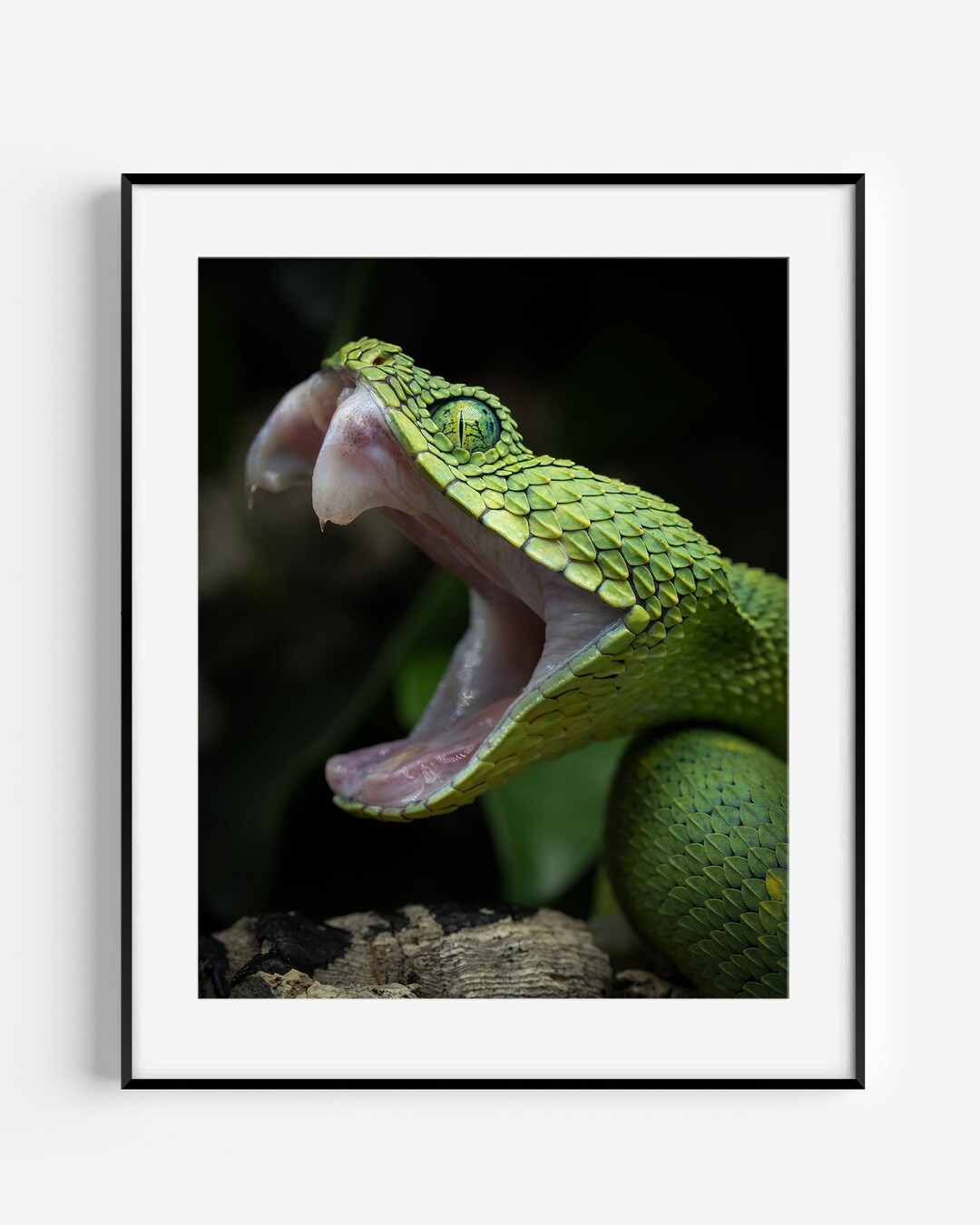 Yawning Bush Viper Poster - Etsy