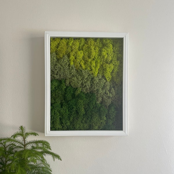 Moss Shadow Box - Etsy
