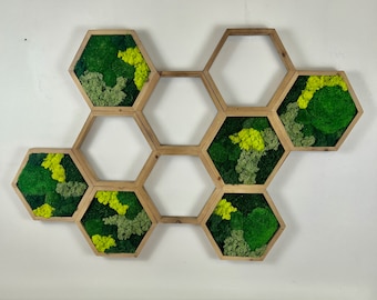 Hexagon Moss Preserved - Etsy