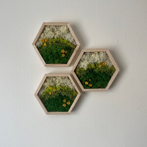 Moss Wall Art | Preserved Moss Decor | Single to Set of Twelve | Wood ...