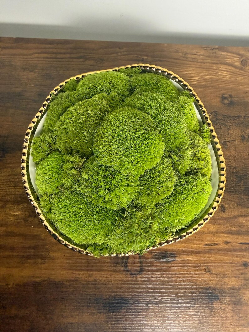 Preserved Moss Centerpiece: White and Gold Circle Bowl, Pole Moss | USA ...