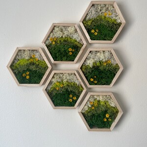 Moss Wall Art | Preserved Moss Decor | Single to Set of Twelve | Wood ...