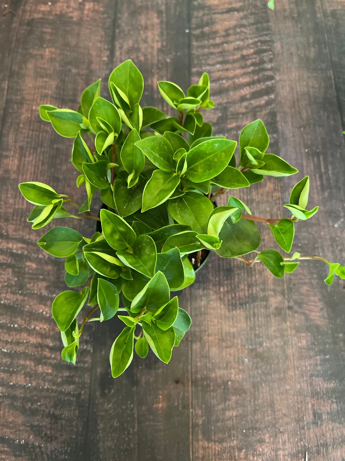 Peperomia Cubensis 4 pot | Etsy