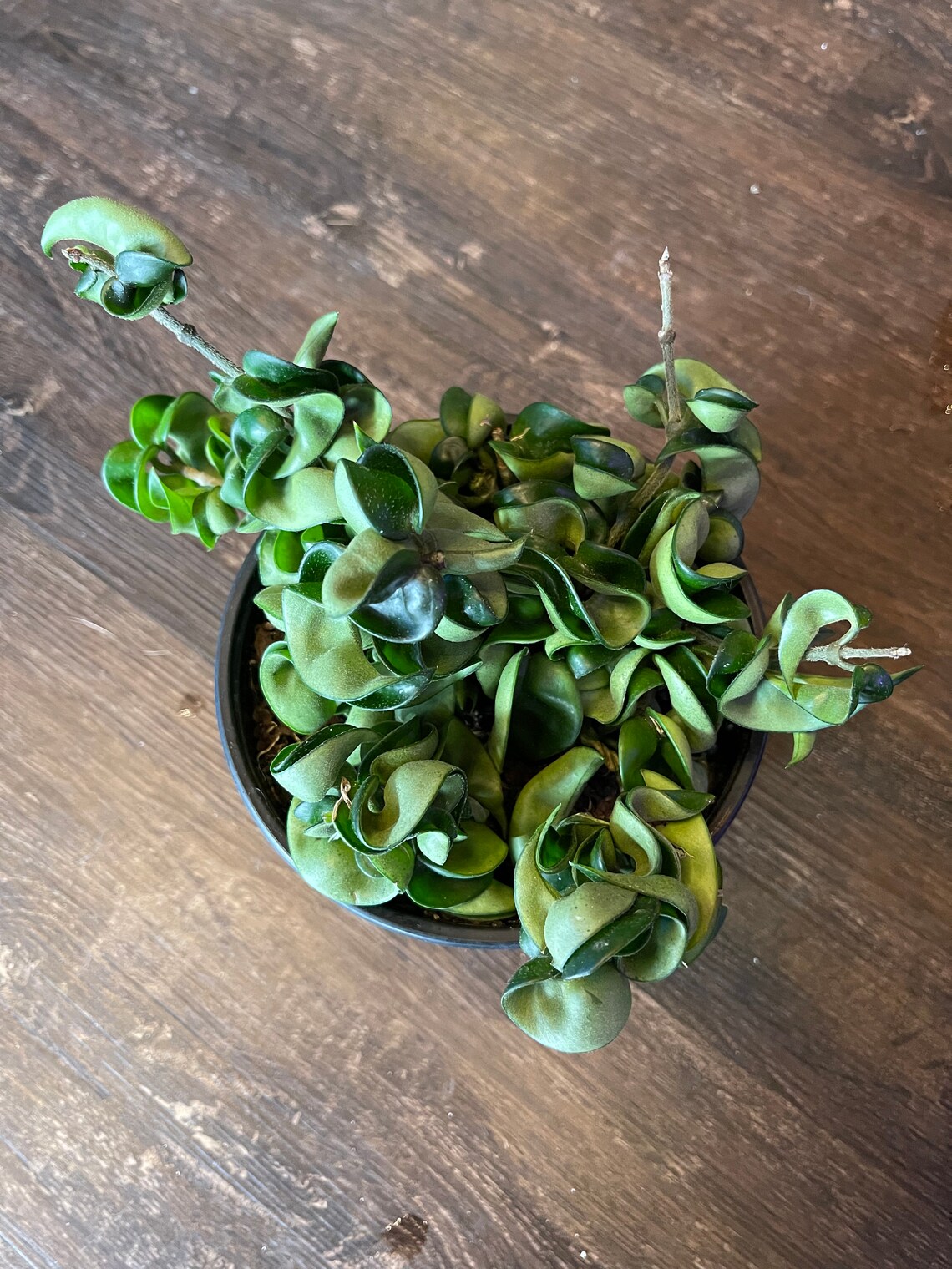 Hoya compacta / Hoya rope 6 potful pls read description below | Etsy