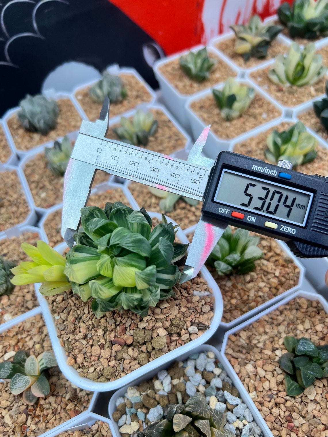 Haworthia Hanabi Variegated -live Plant-rare Succulent - Etsy