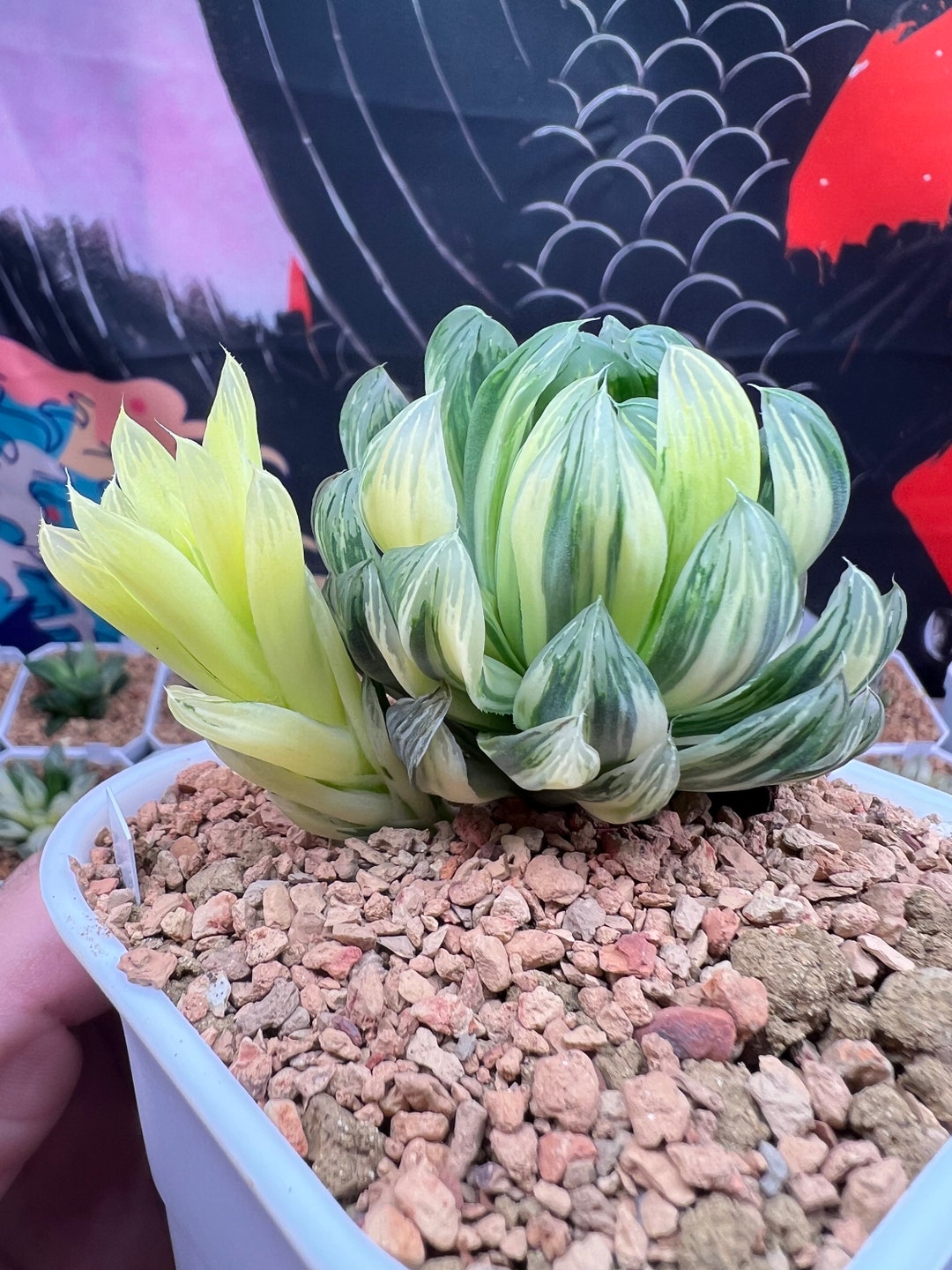Haworthia Hanabi Variegated -live Plant-rare Succulent - Etsy