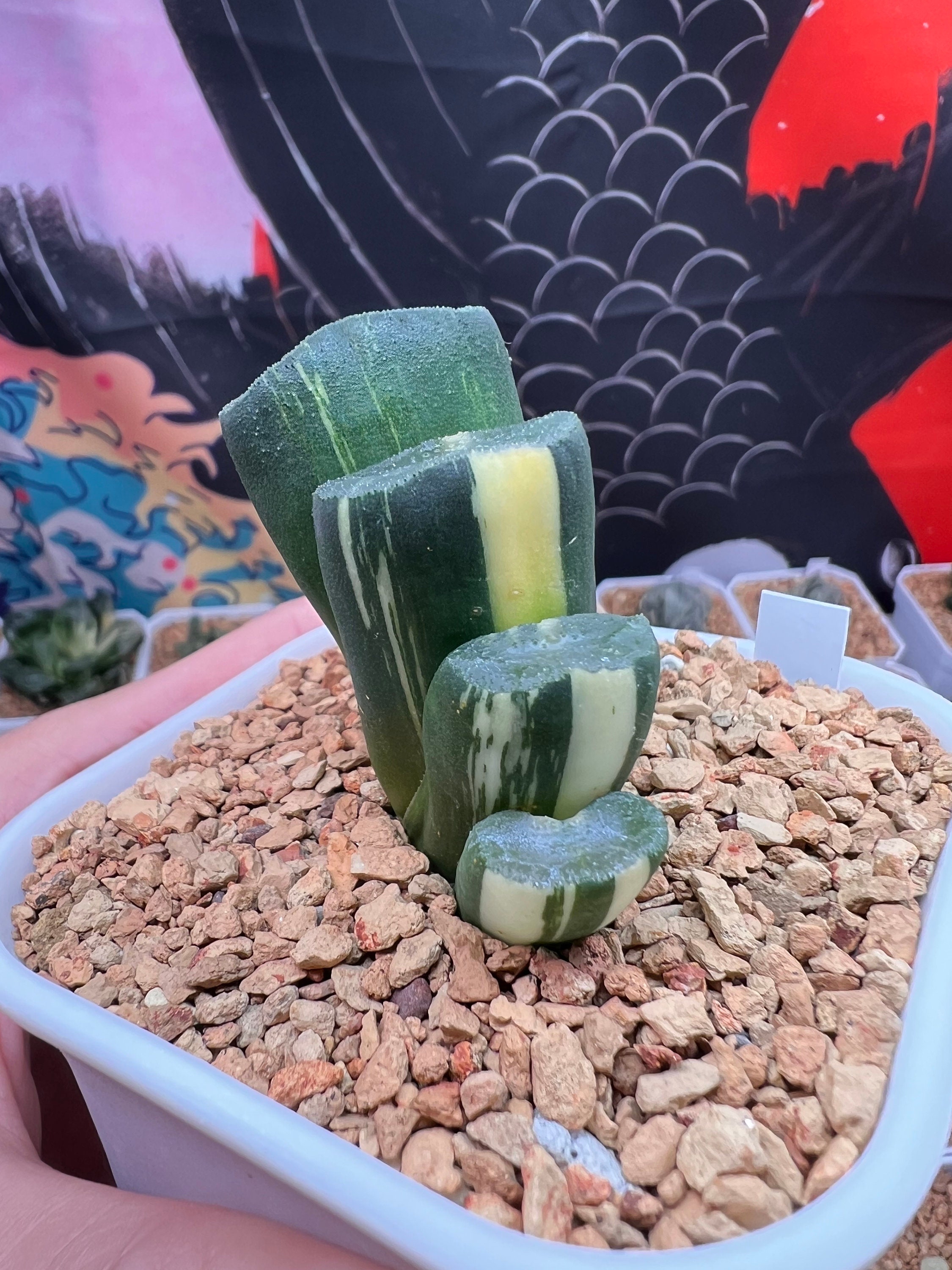 Haworthia Truncata Jade Peak Variegated live Plant-rare Succulent - Etsy