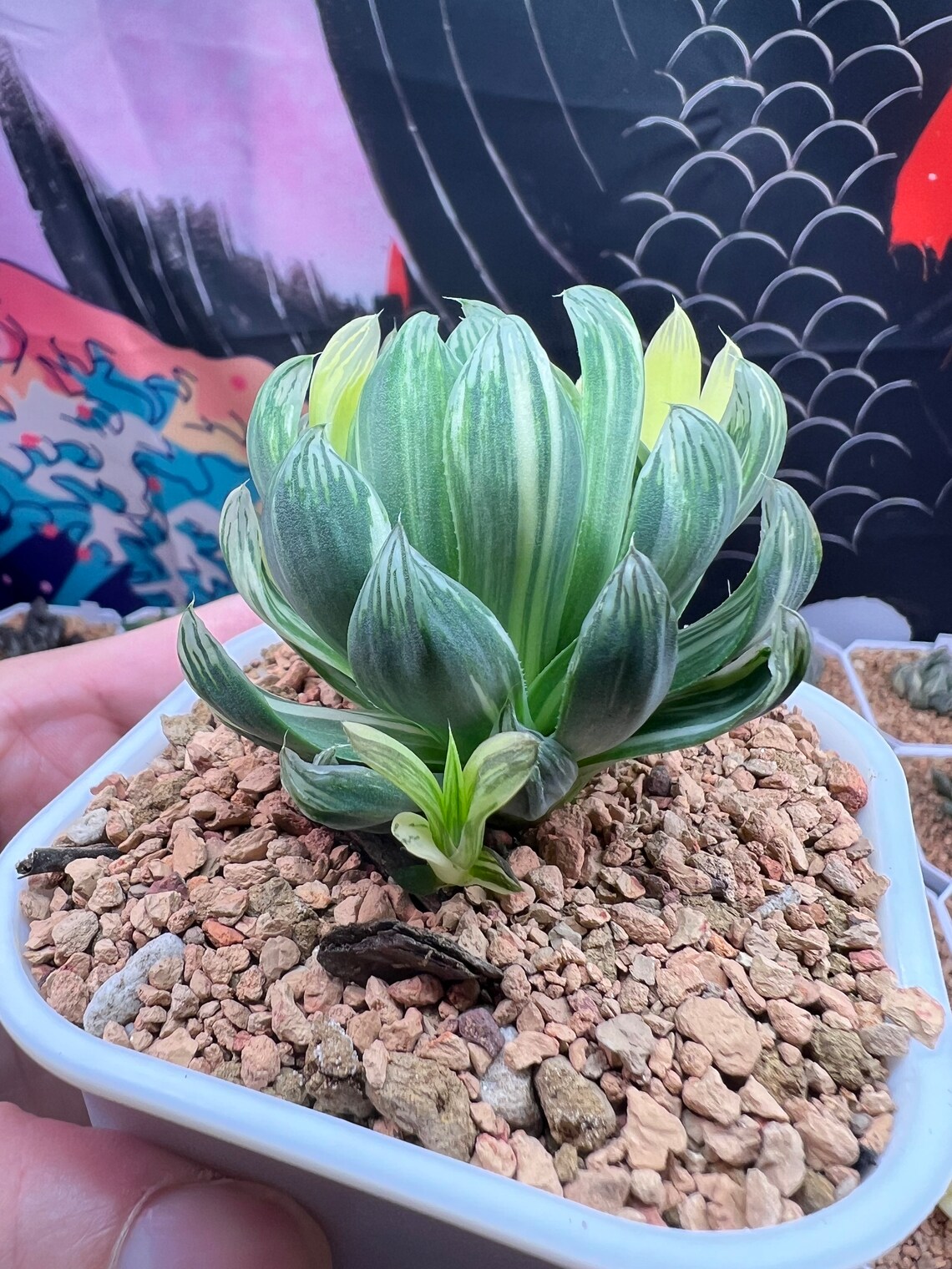 Haworthia Hanabi Variegated -live Plant-rare Succulent - Etsy