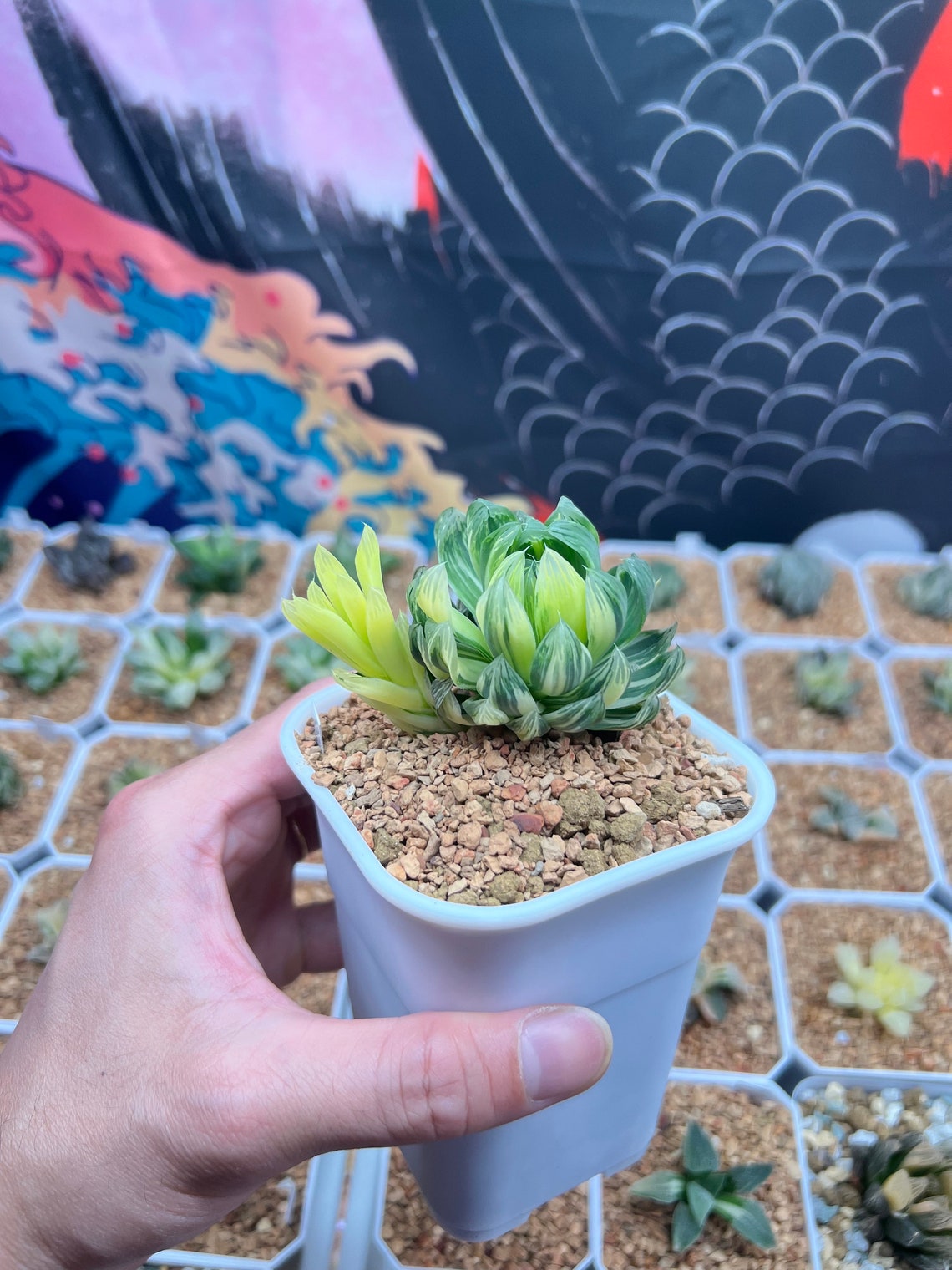 Haworthia Hanabi Variegated -live Plant-rare Succulent - Etsy