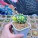 Haworthia Hanabi Variegated -live Plant-rare Succulent - Etsy