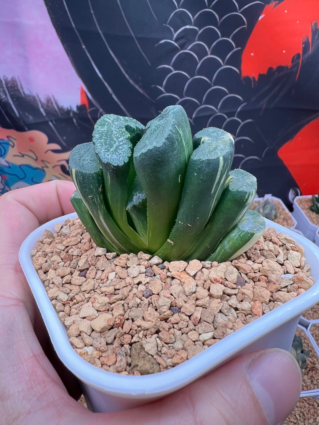 Haworthia Truncata Jade Peak Variegated -live Plant-rare Succulent - Etsy