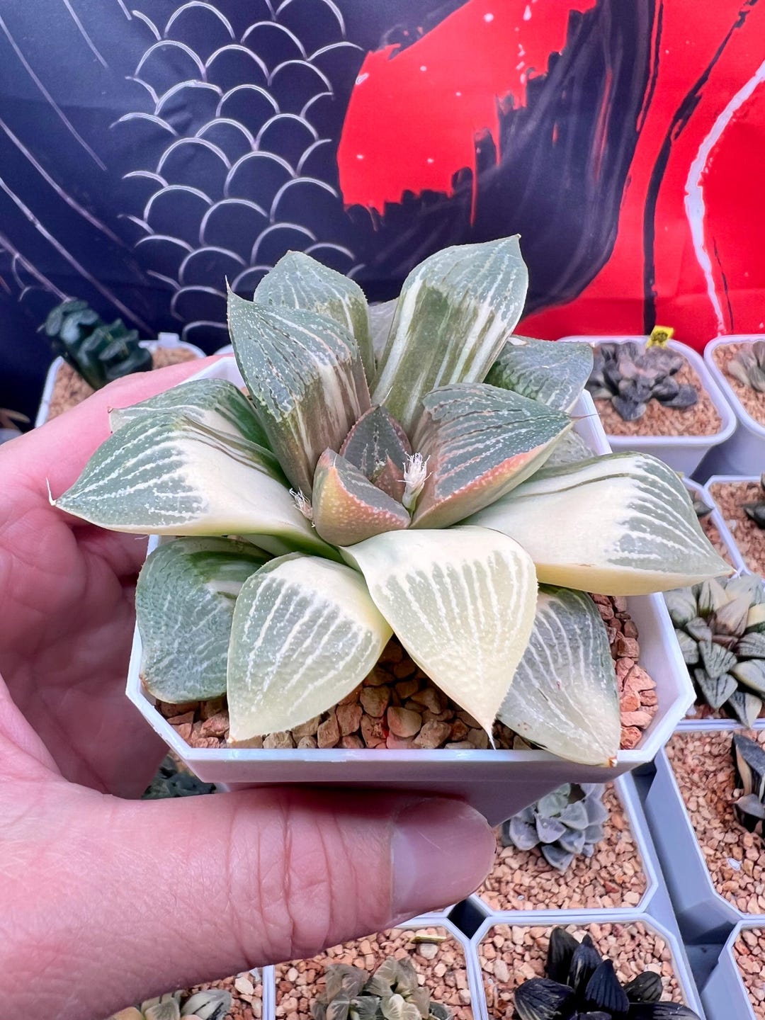 Haworthia Picta Red Sun Variegated -live Plant-rare Succulent - Etsy