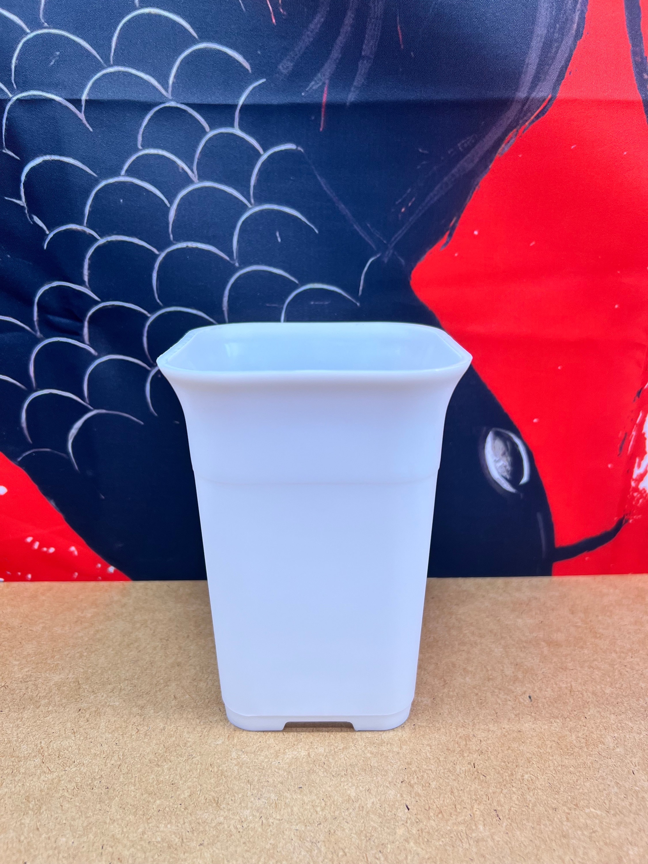 5.5” White Square Deep Plastic Pot, Succulent and Cactus Pot, Haworthia ...