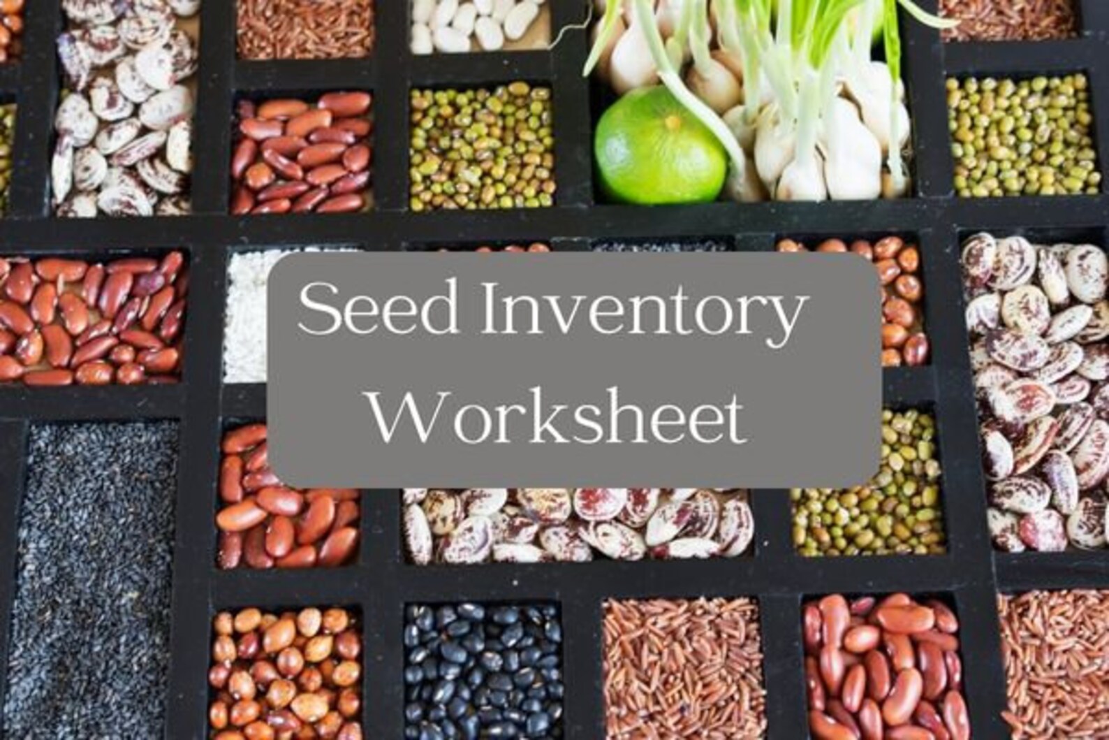 Seed Inventory- Seed Inventory Worksheet- Seed Worksheet- Inventory ...