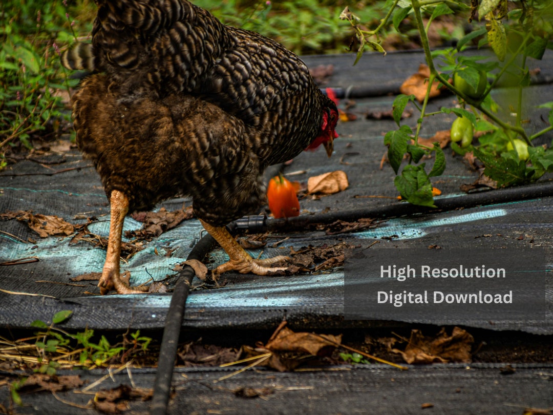 Chicken Photography- Barred Rock Chicken Photo- Homestead Photography ...